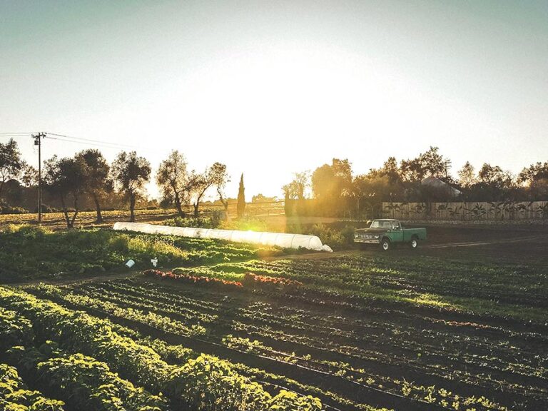 Rincon Hill Farm · Celebrate Jacques